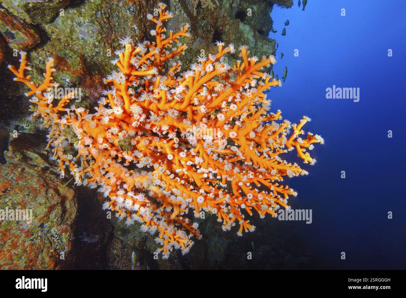Orange tree coral (Dendrophyllia ramea) Orange branch coral with outstretched polyps grows on ...