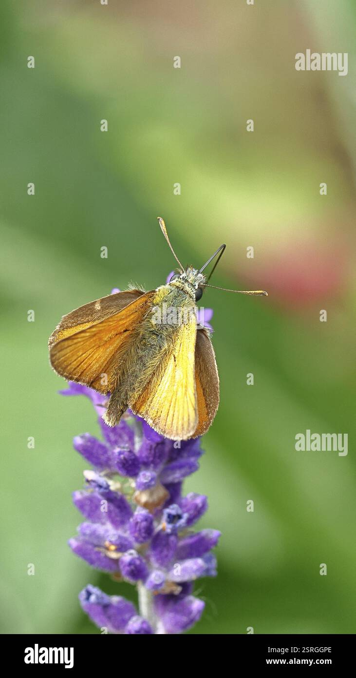 Large skipper (Ochlodes venatus), collecting nectar from a flower of ...