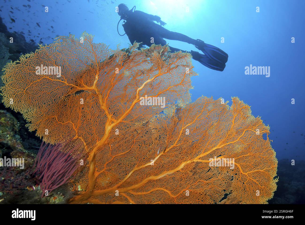 Backlit photograph of diver looking at large fan coral (Annella mollis ...