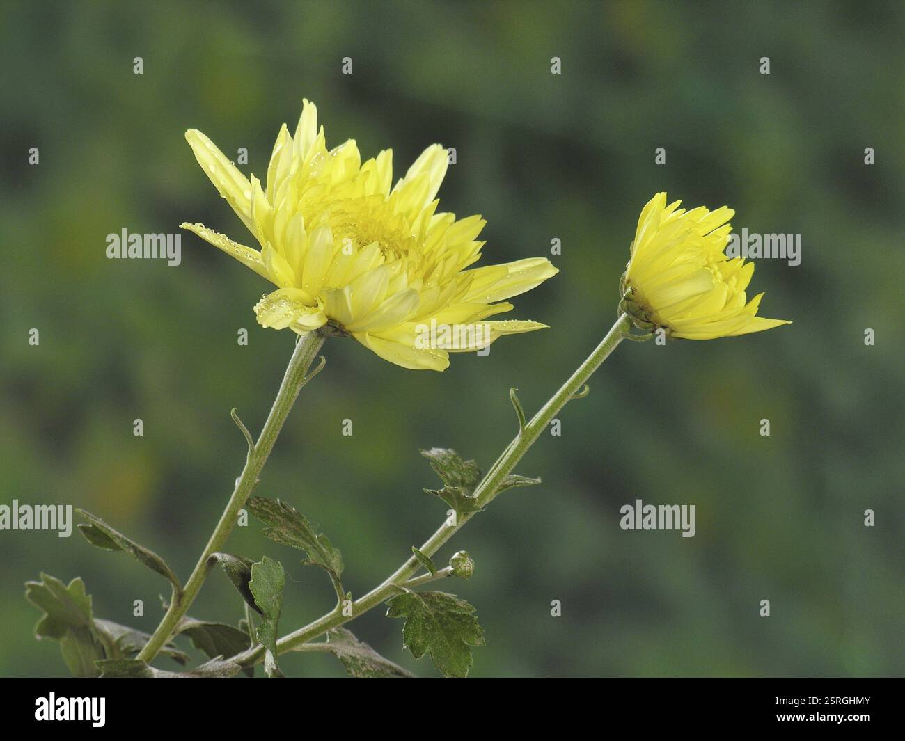 Guldaudi flower hi-res stock photography and images - Alamy