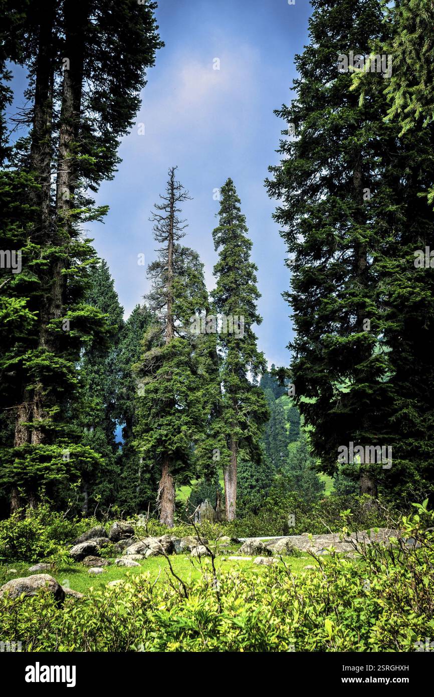 Meadows and pine trees, Doodhpathri, Budgam, Kashmir, India, Asia Stock ...