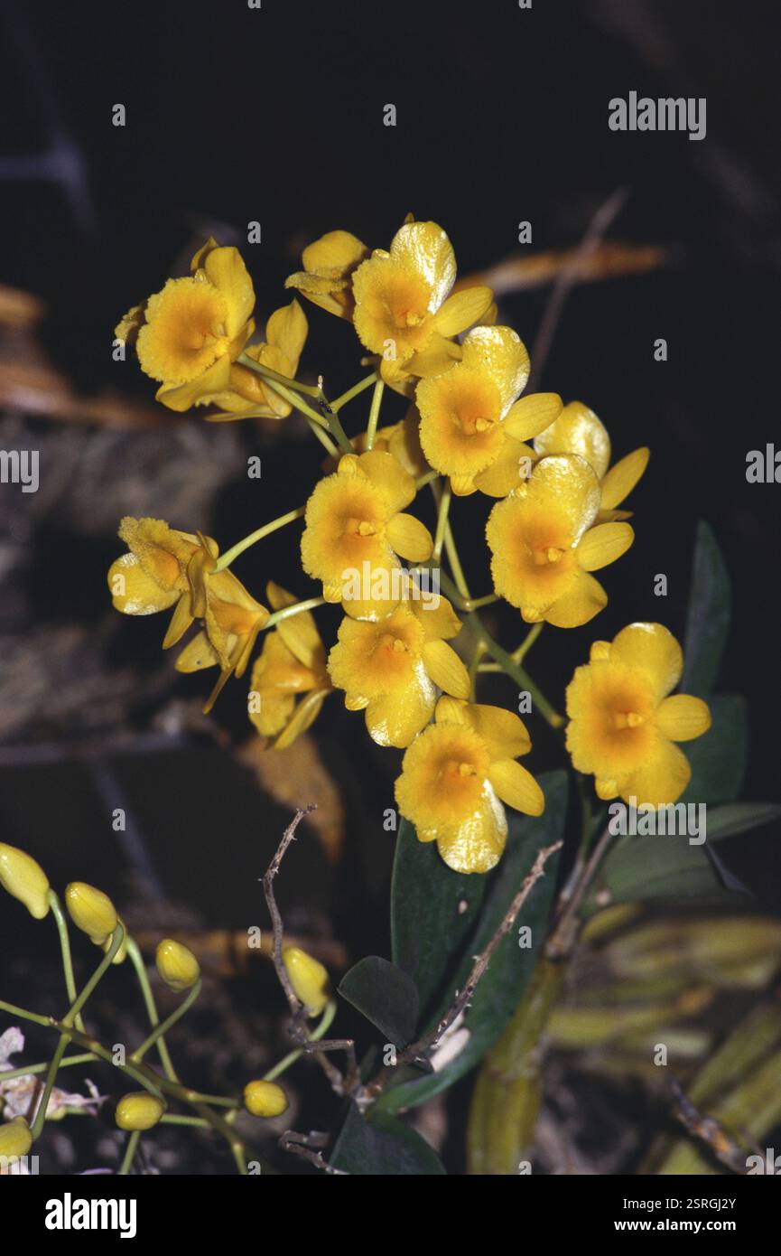 Orchids, Dendrobium sp, Himalaya, India, Asia Stock Photo - Alamy