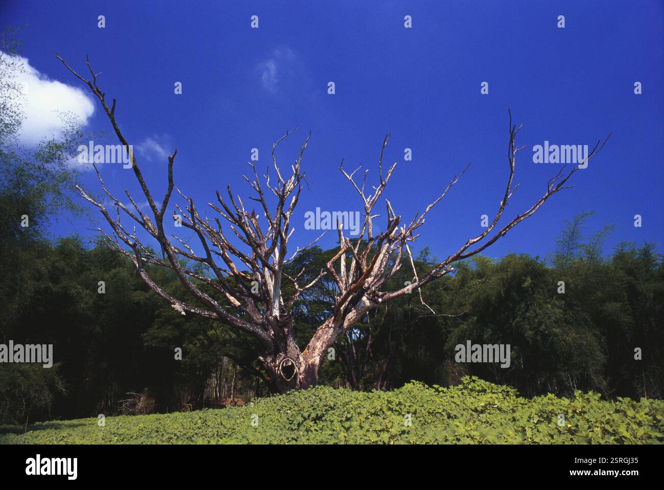 Dead tree in Kabini, Karnataka, India, Asia Stock Photo - Alamy