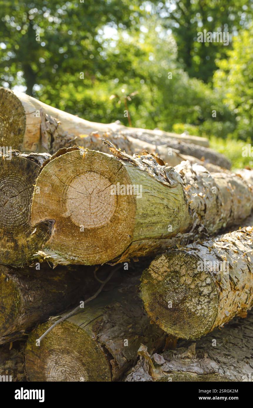 Saw round timber Stock Photo - Alamy