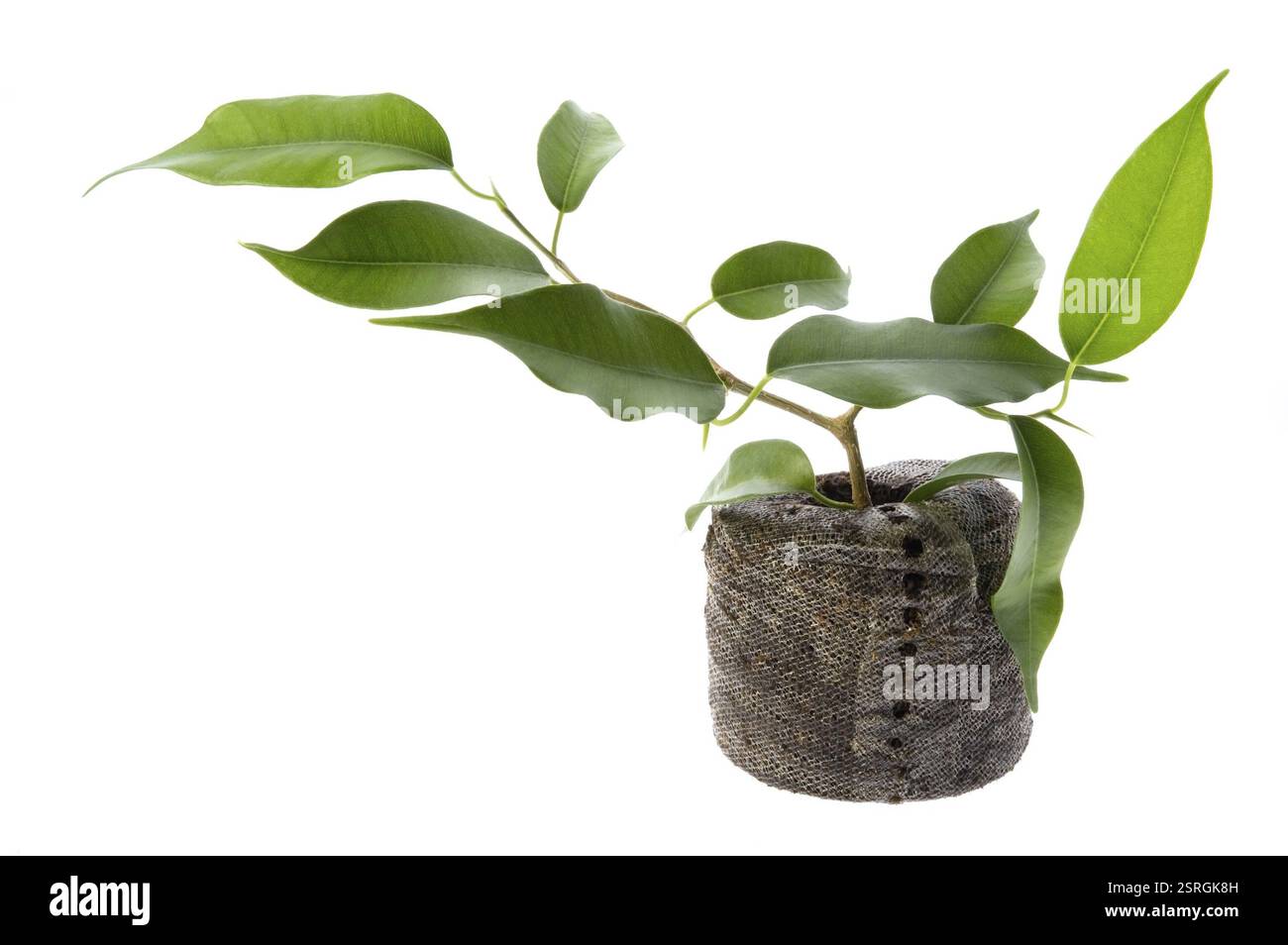 Spring light on trees Cut Out Stock Images & Pictures - Alamy