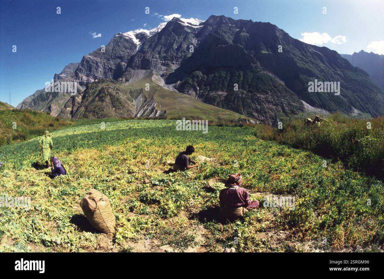 Himalayan workers hi-res stock photography and images - Alamy
