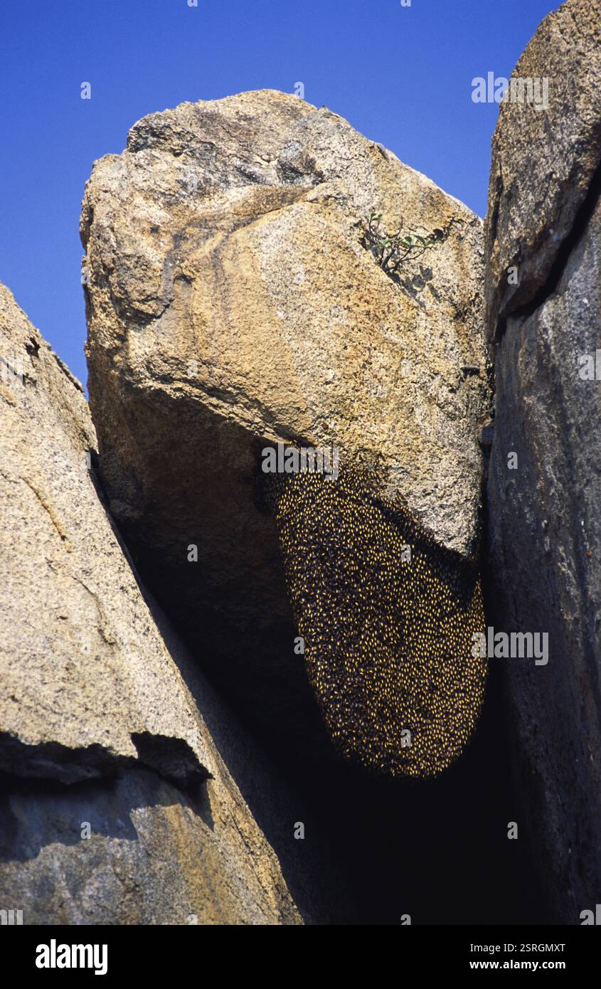 Beehive on rock, Hampi, Karnataka, India, Asia Stock Photo - Alamy