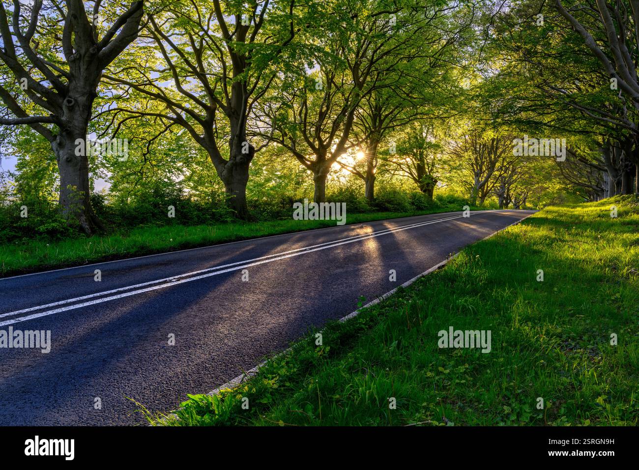 Rural B3082 road leading through row of beech trees with long shadows ...