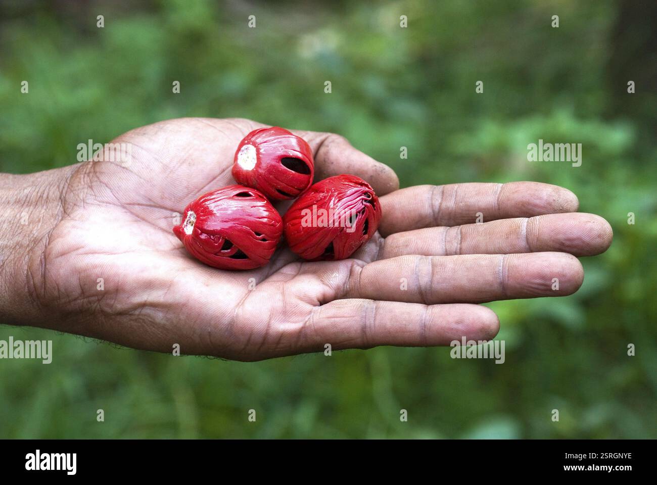 Spices, mace jatipatri dried lacy red covering arillus of seed nutmeg ...