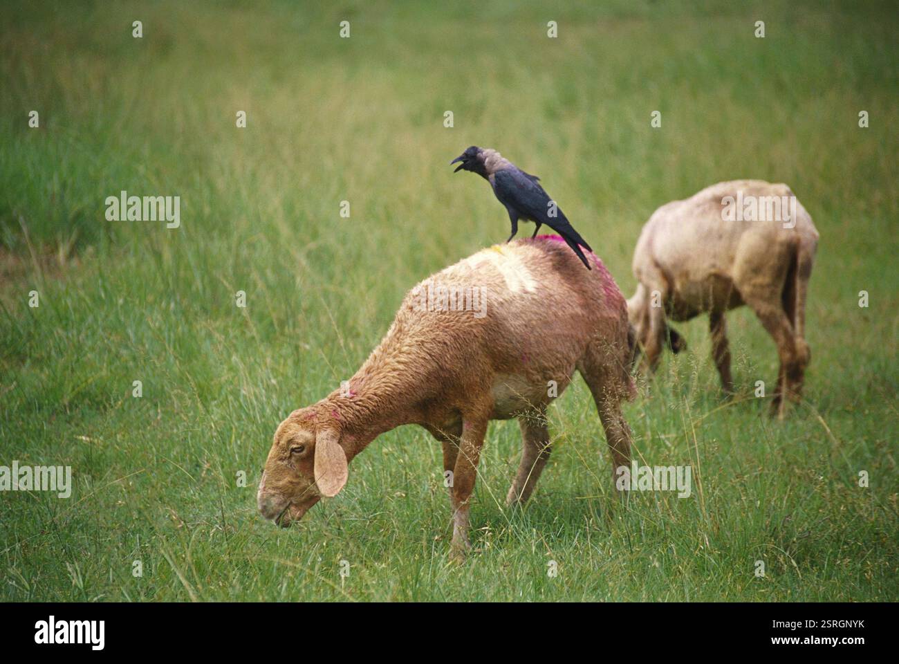 Crow and sheep hi-res stock photography and images - Alamy
