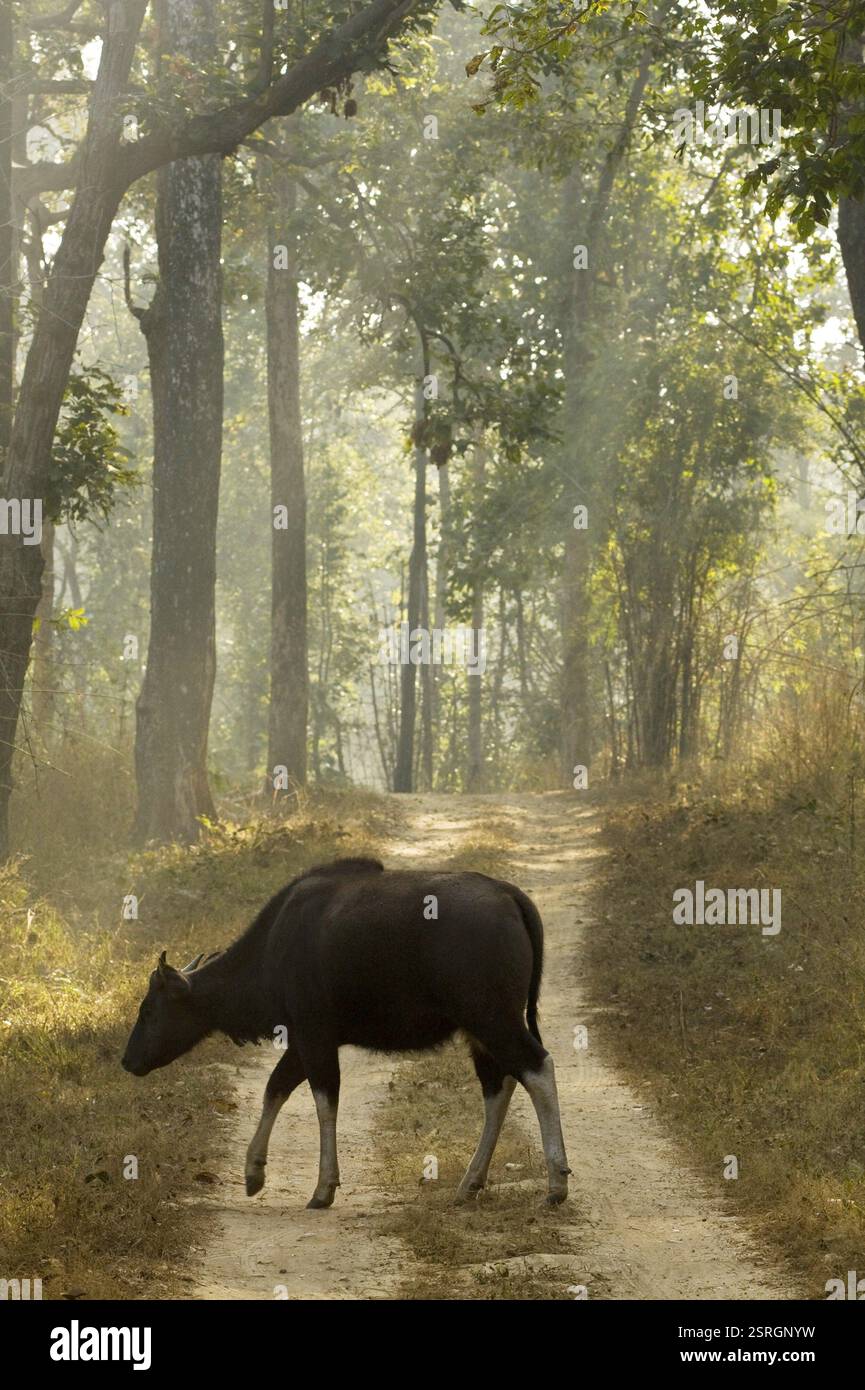 Gaur or Indian Bison bos gaurus calf crossing path in forest ...