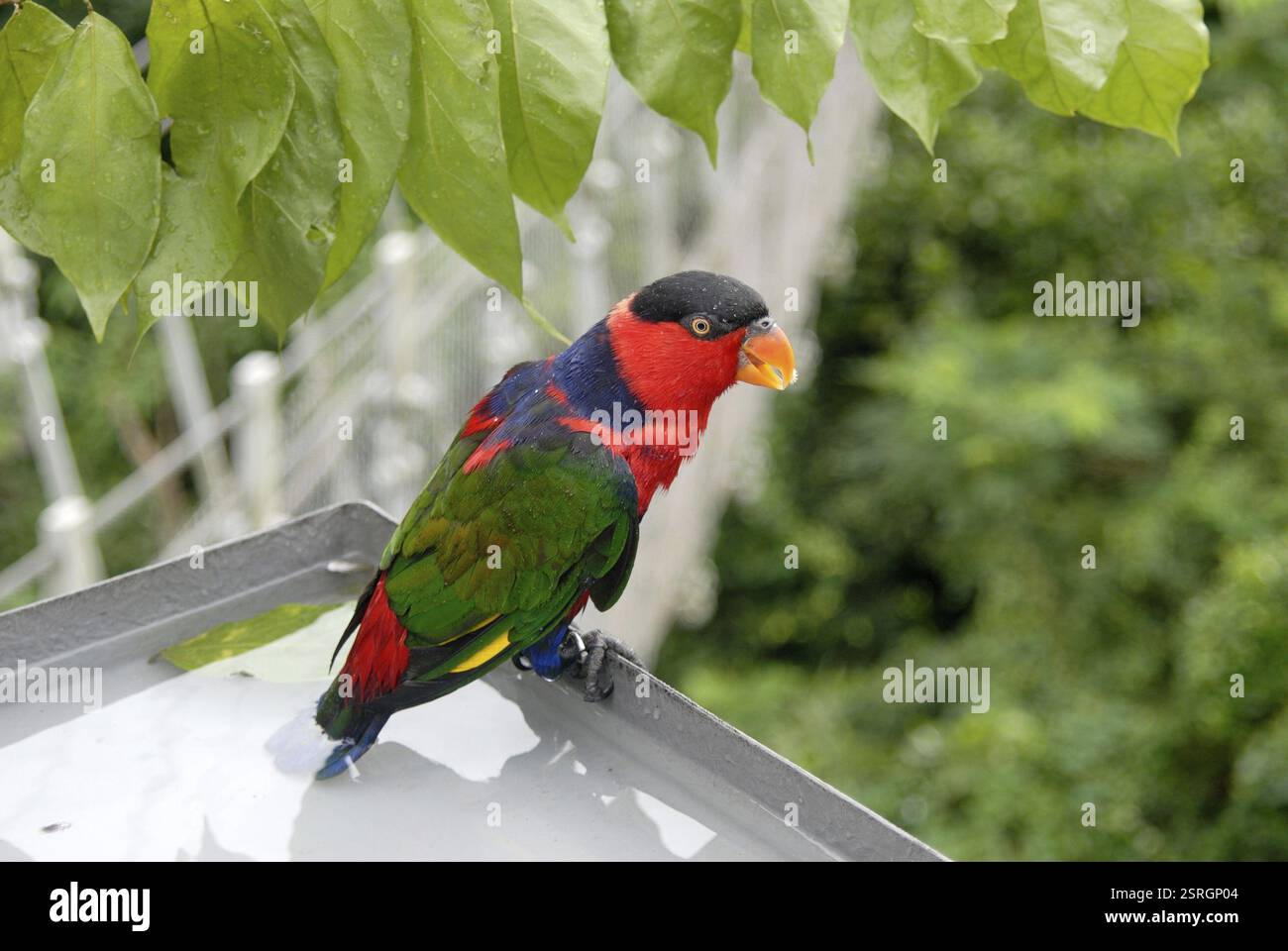 Colourful bird, Jurong Bird park, Singapore, Asia Stock Photo - Alamy