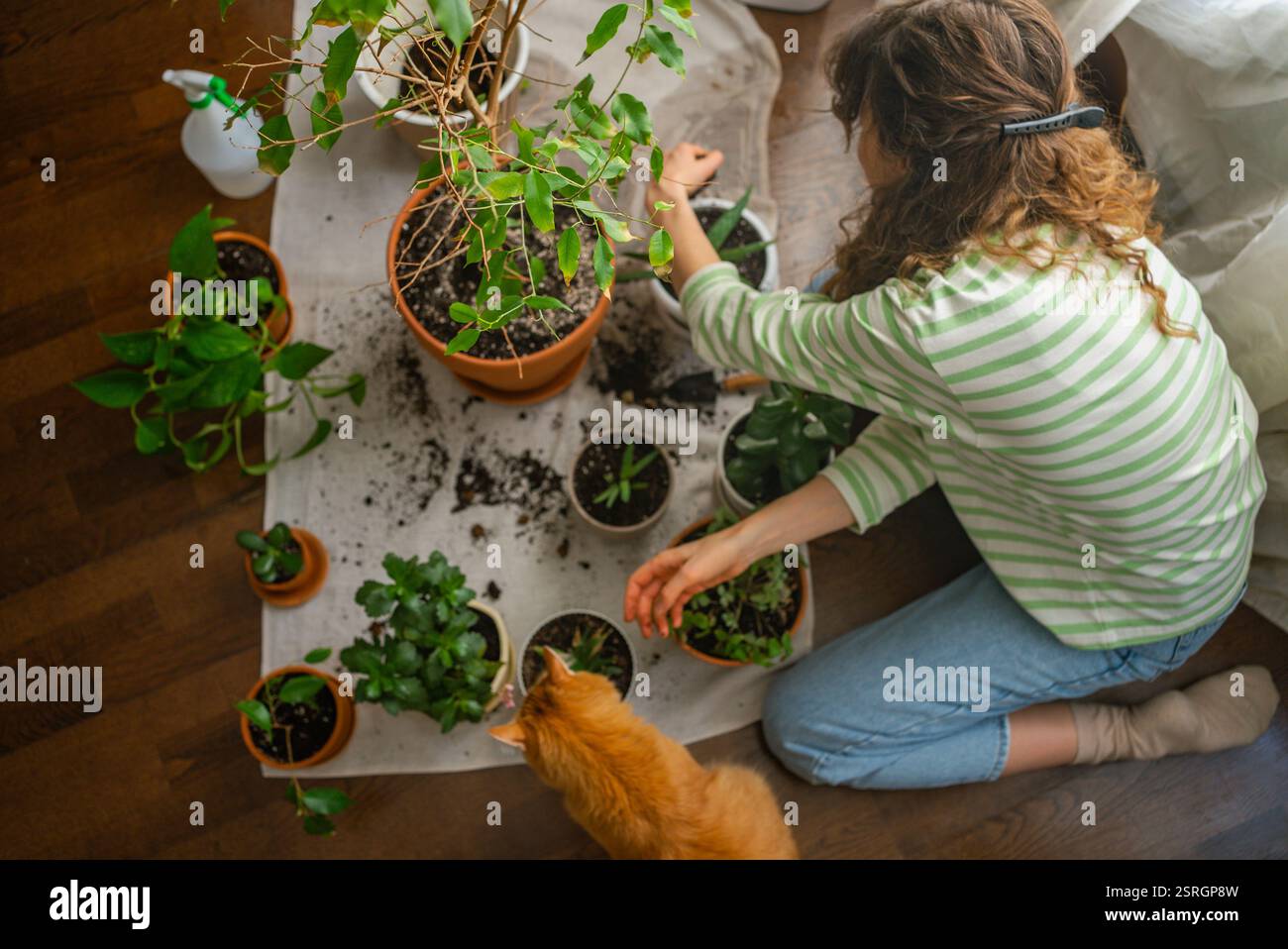 Woman caring houseplants repotting hi-res stock photography and images ...