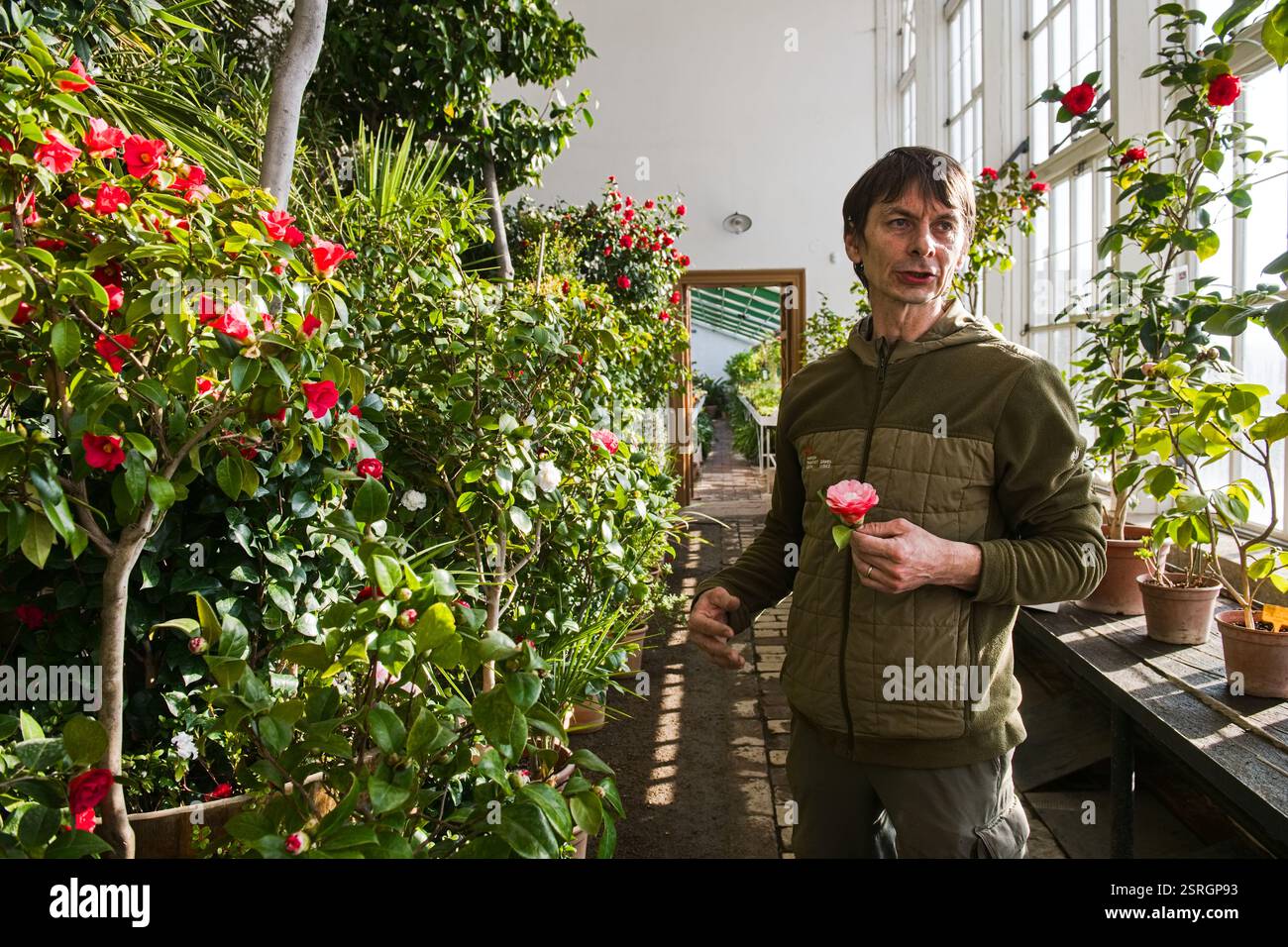 Camellia exhibition at the castle in Lysice, Blansko, South Moravian ...