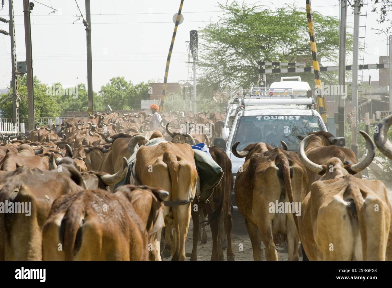 Cows walking on road, mathura, uttar pradesh, india, asia Stock Photo ...