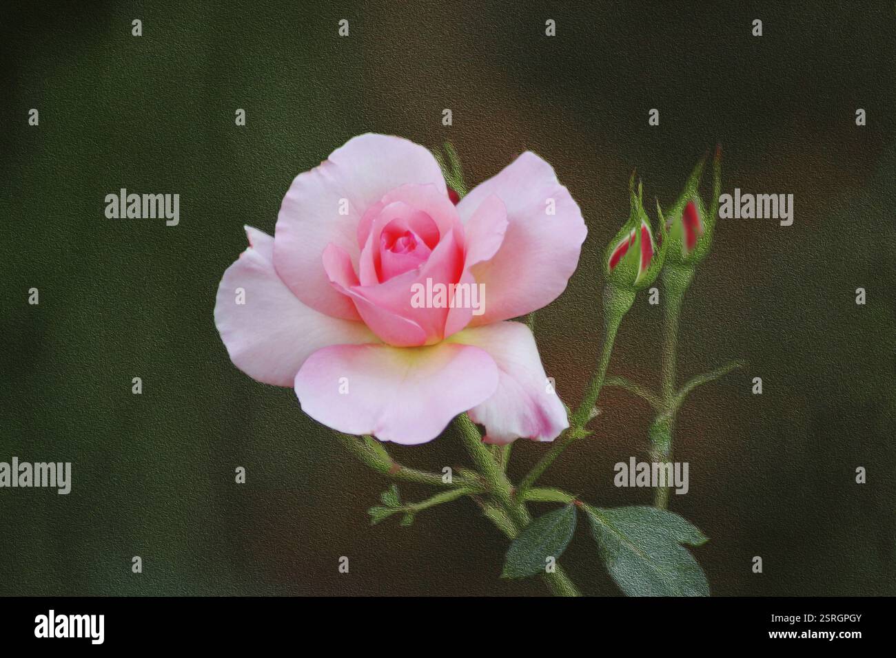 Pink rose flower, visakhapatnam, andhra pradesh, India, Asia Stock ...