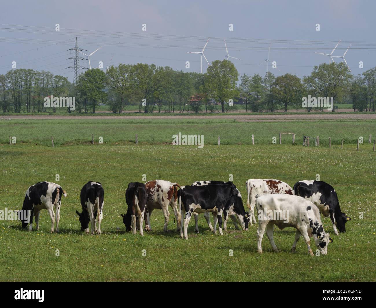 Cows grazing on a pasture in front of wind turbines and power lines ...