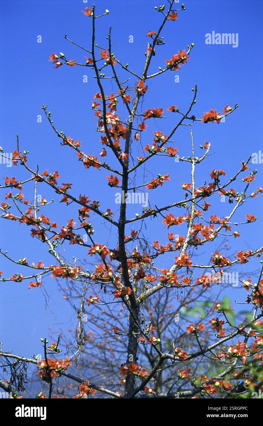 Salmalia malabarica hi-res stock photography and images - Alamy
