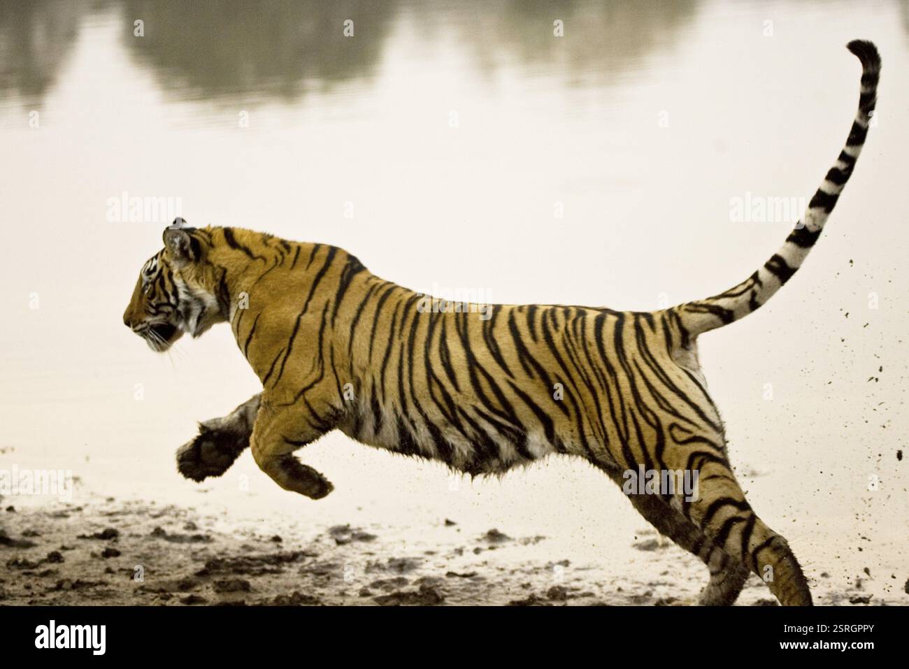 Tiger panthera tigris leaping charging action, Ranthambore tiger ...