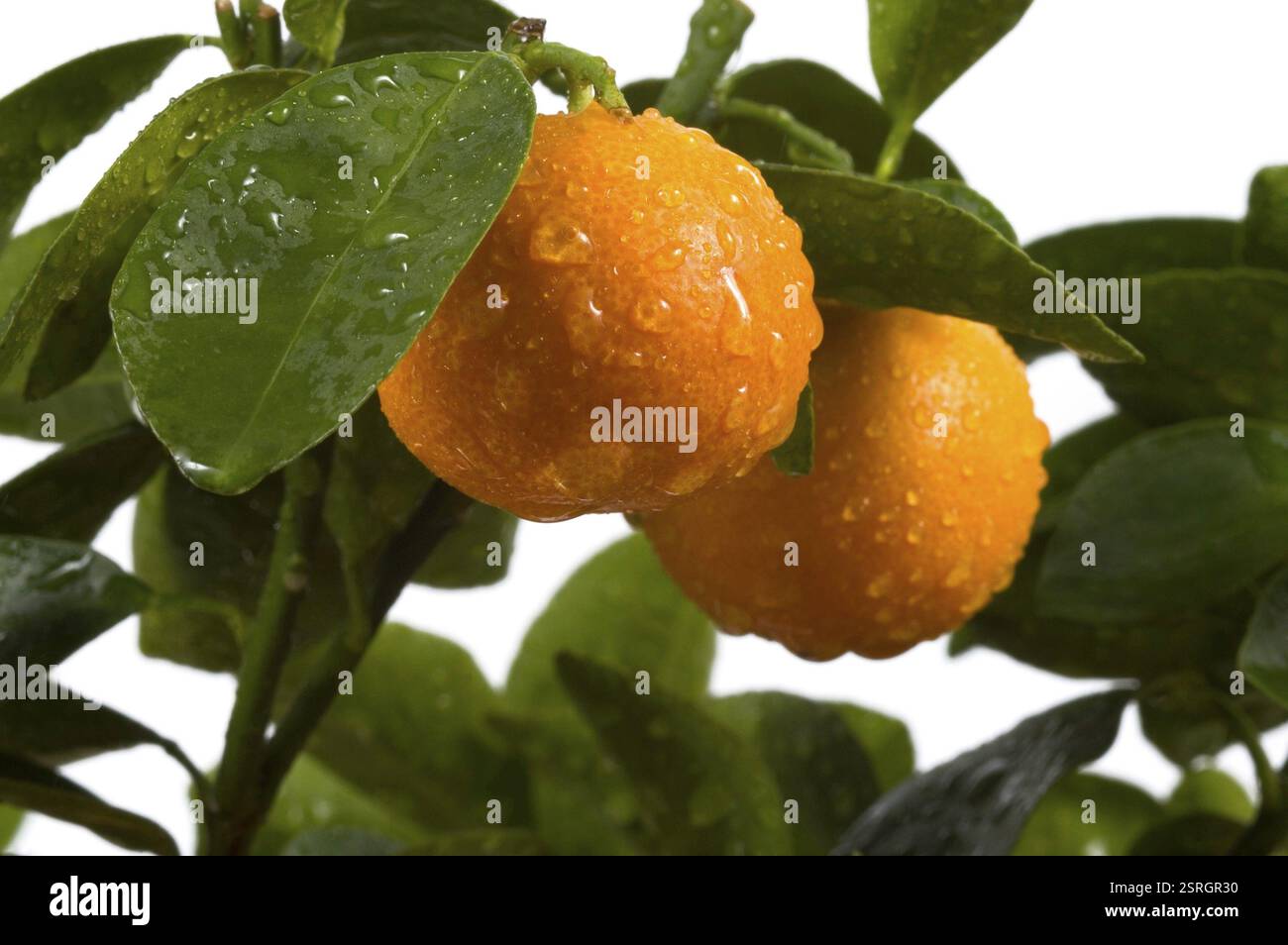 Calamondin tree with fruit and leaves. orange fruit Stock Photo - Alamy