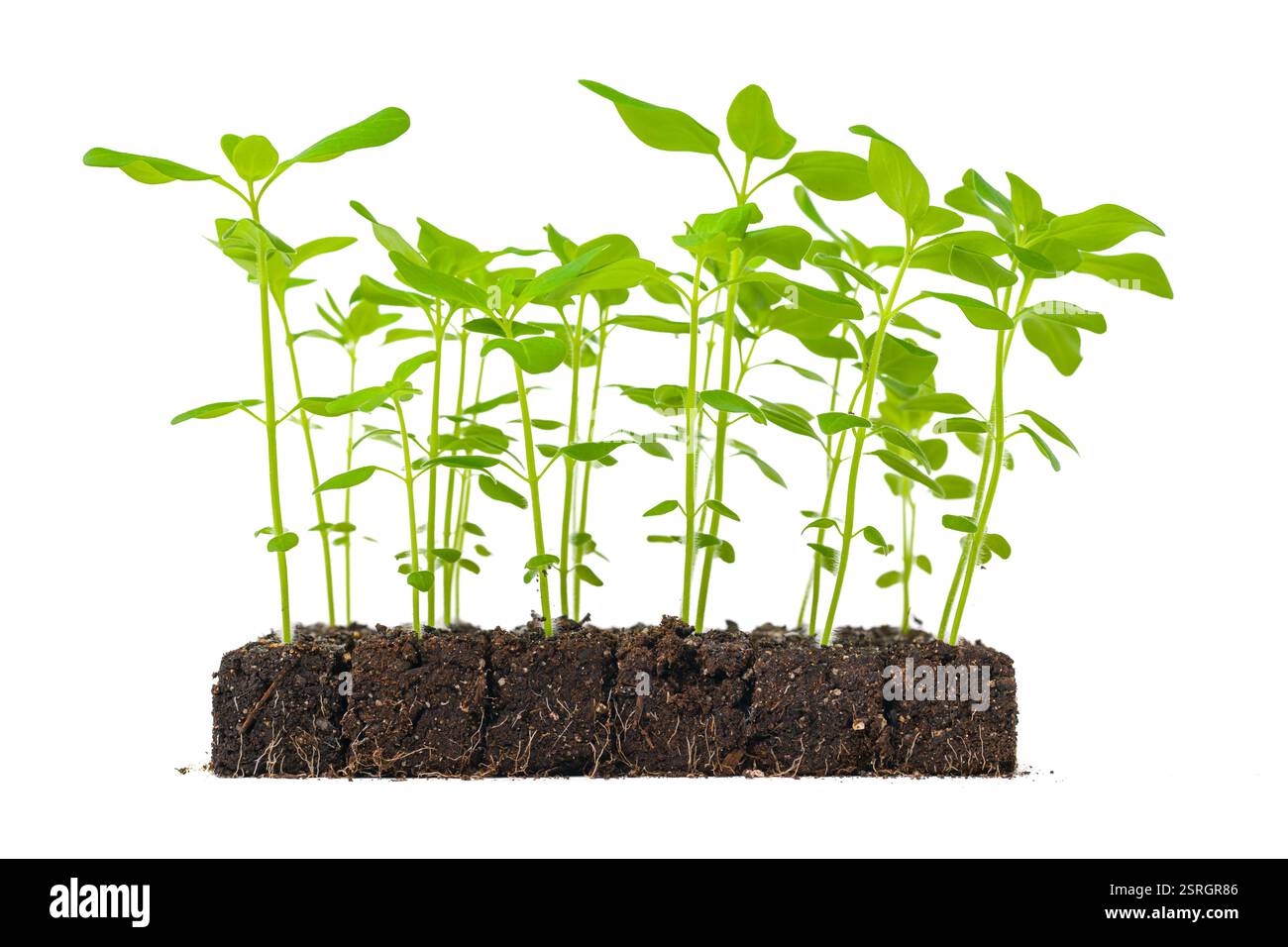 Root soil block Cut Out Stock Images & Pictures - Alamy