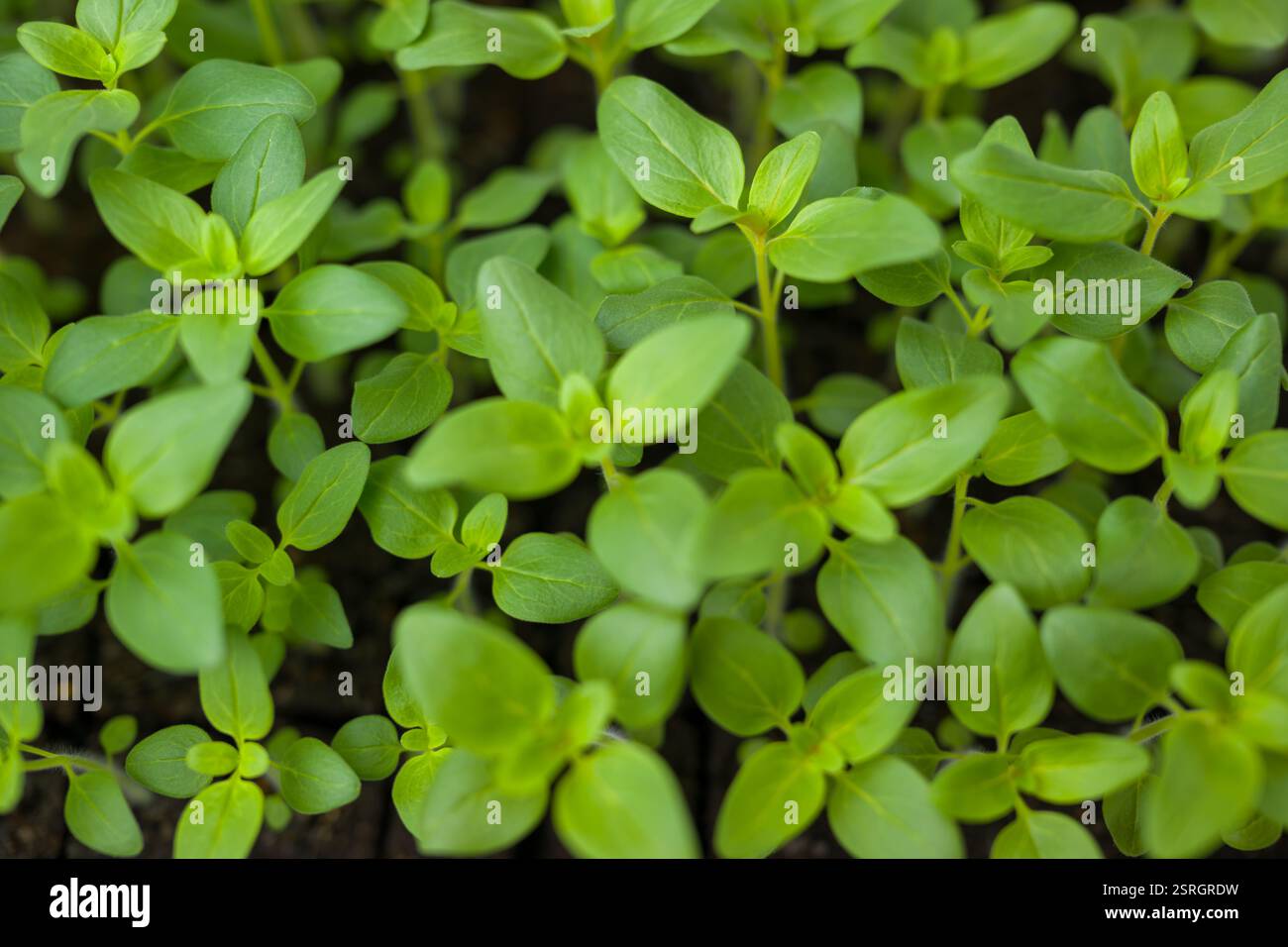 Top view of young Snapdragon flower seedlings in their propagation tray ...