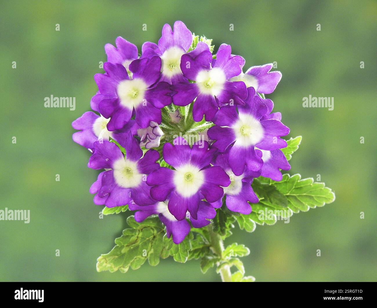Purple jerbera, Jodhpur, Rajasthan, India, Asia Stock Photo - Alamy