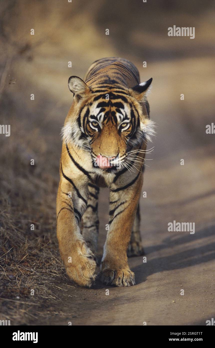 Tiger panthera tigris sticking out tongue, Ranthambhor wildlife ...
