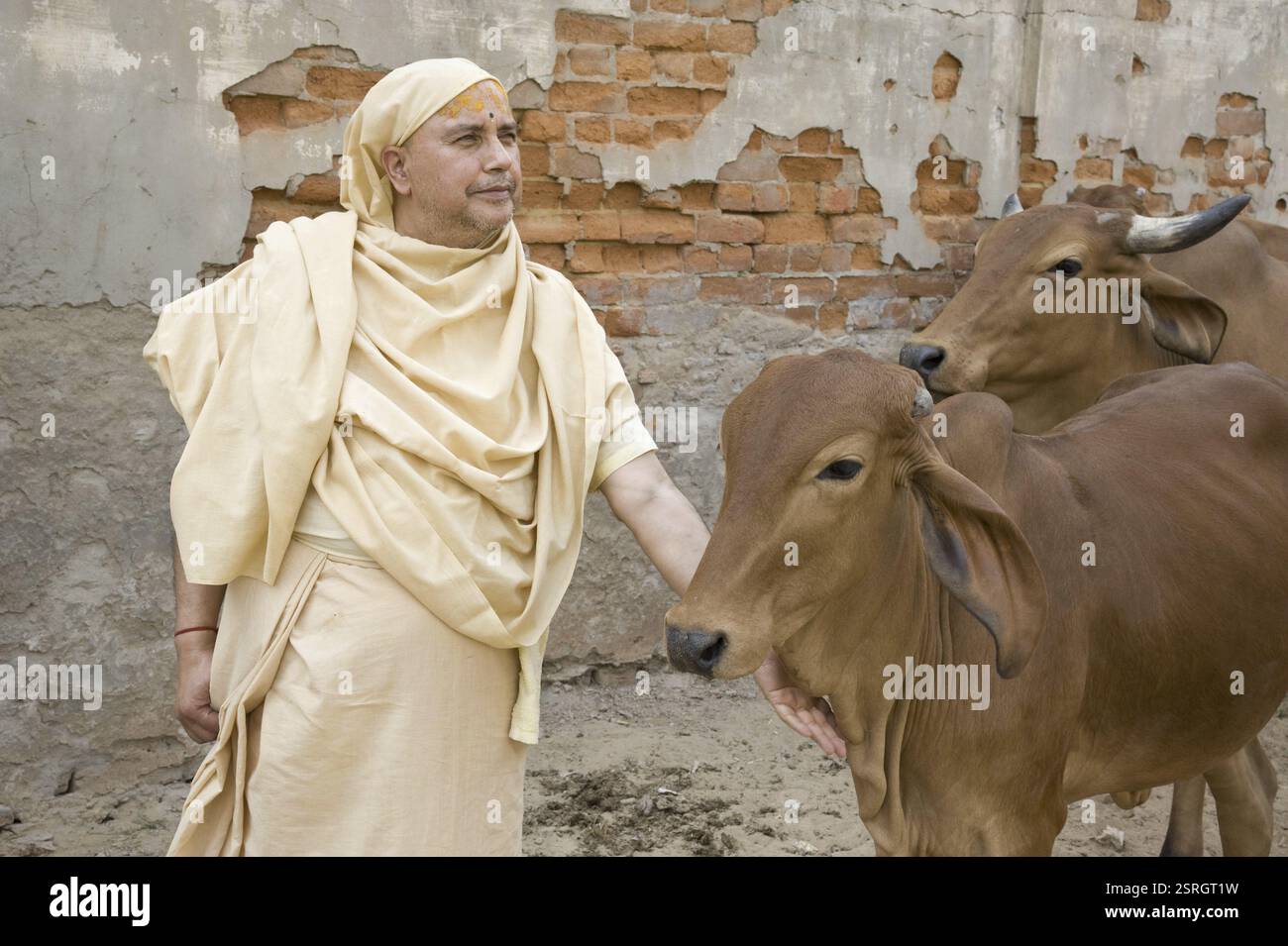 Swami shri gopal sharan devacharya ji maharaj with cow, uttar pradesh ...