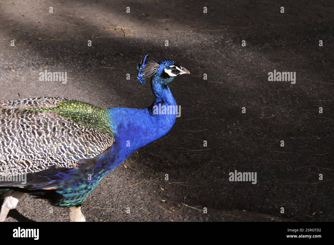 Birds, Indian peacock pavo cristatus in Bronx zoo, New York, USA United ...