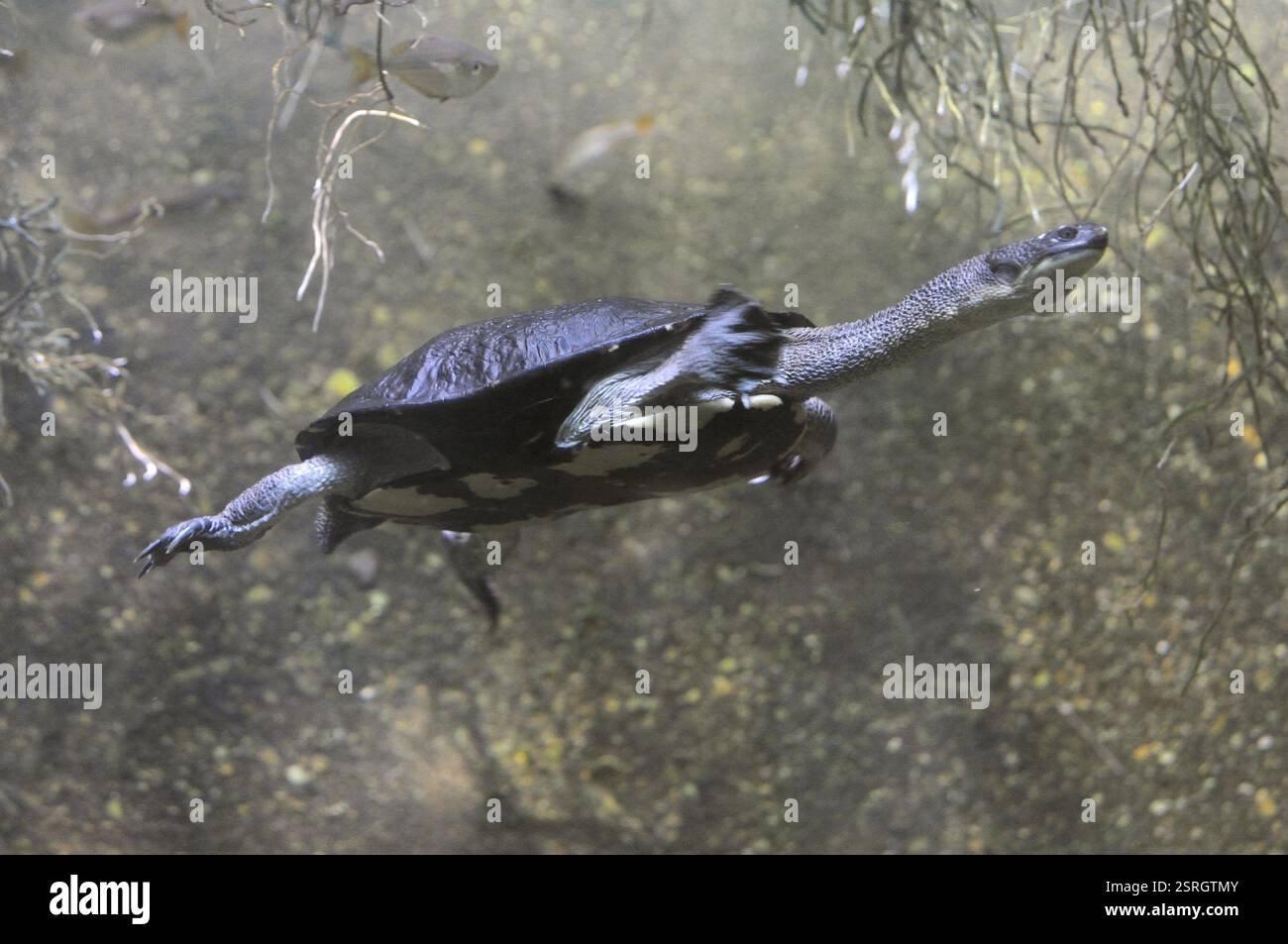American snake neck turtle hi-res stock photography and images - Alamy