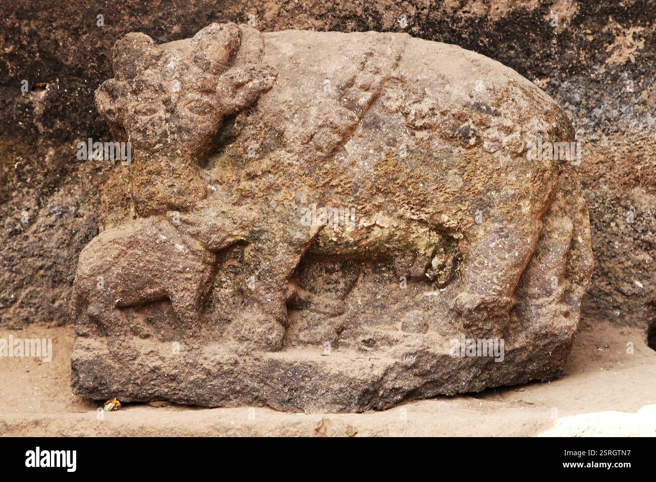 Cow and calf savatsa dhenu carved on wall in cave, Gaur Lene, Panhale ...