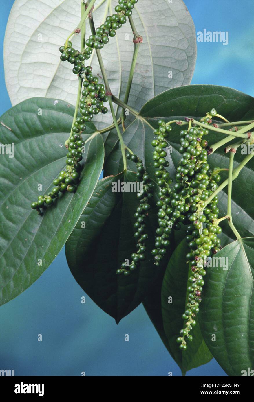 Indian spices, green pepper piper nigrum on plant, India, Asia Stock ...