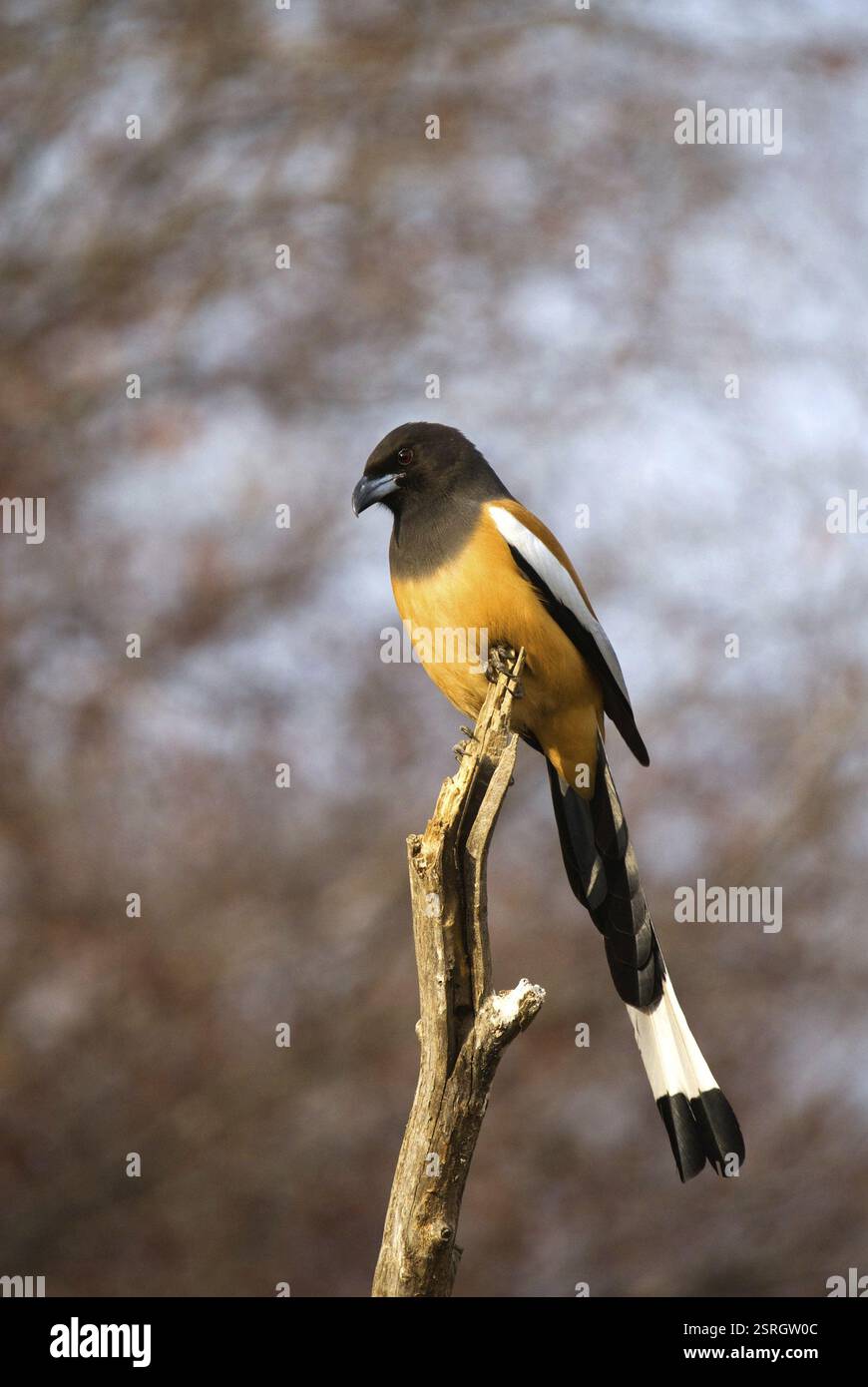 Tree pie dendrocitta vagabunda at ranathambore sanctuary, Rajasthan ...