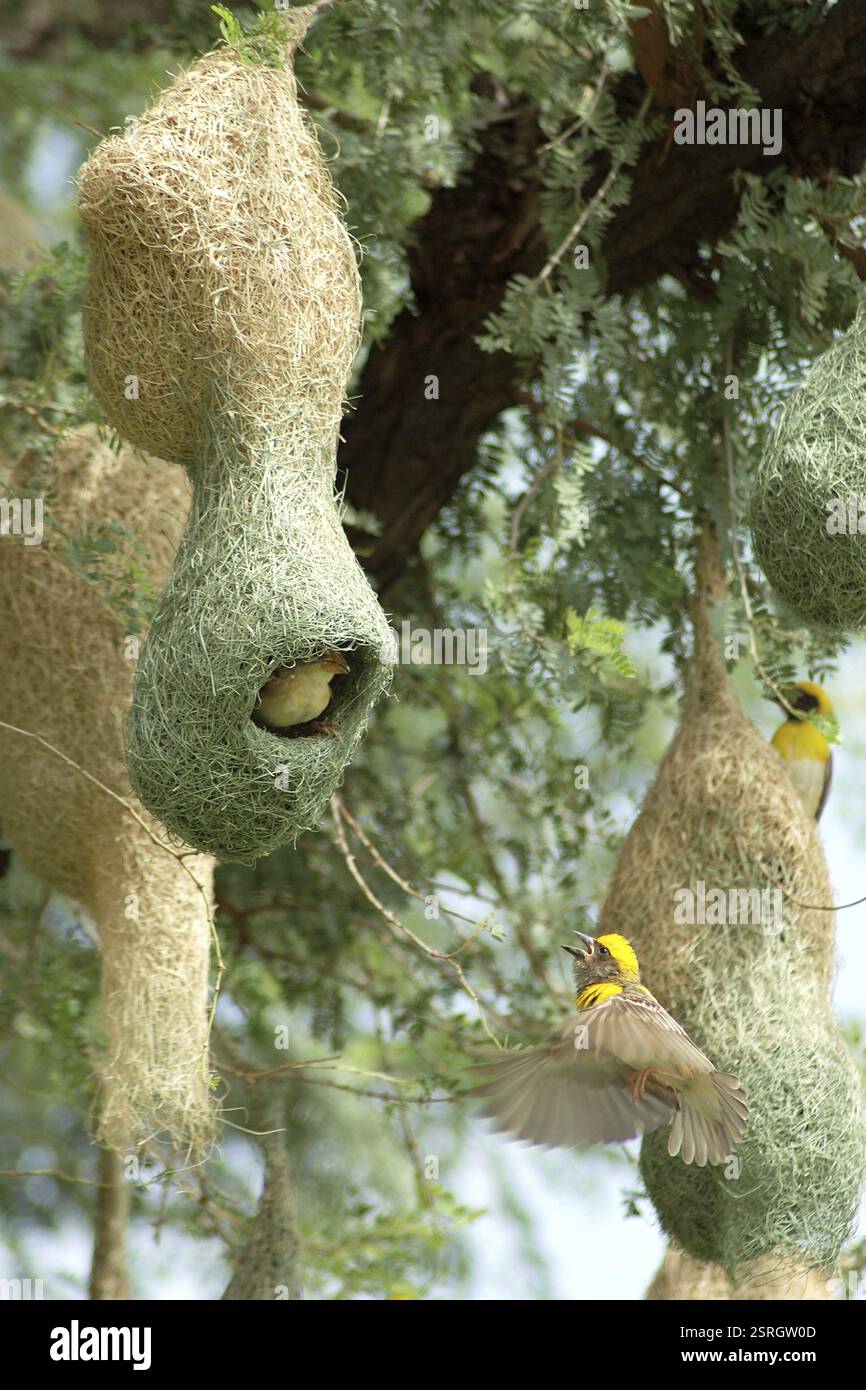 Baya Weaver (Ploceus philippinus) bird's nest, Jodhpur, Rajasthan, India, Asia Stock Photo - Alamy