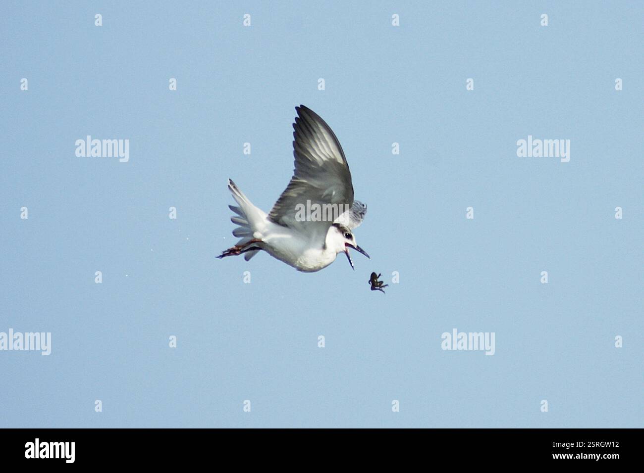 Whiskered tern hunting frog, Jodhpur, Rajasthan, India, Asia Stock ...