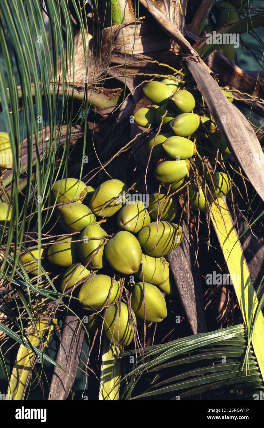 Indian palm trees hi-res stock photography and images - Alamy