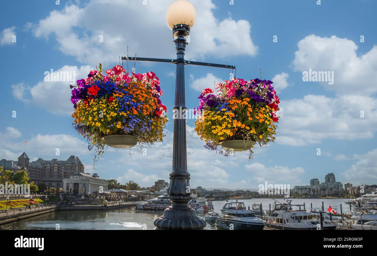 Colorful pink flower pot hanging basket on street pole on sidewalk ...