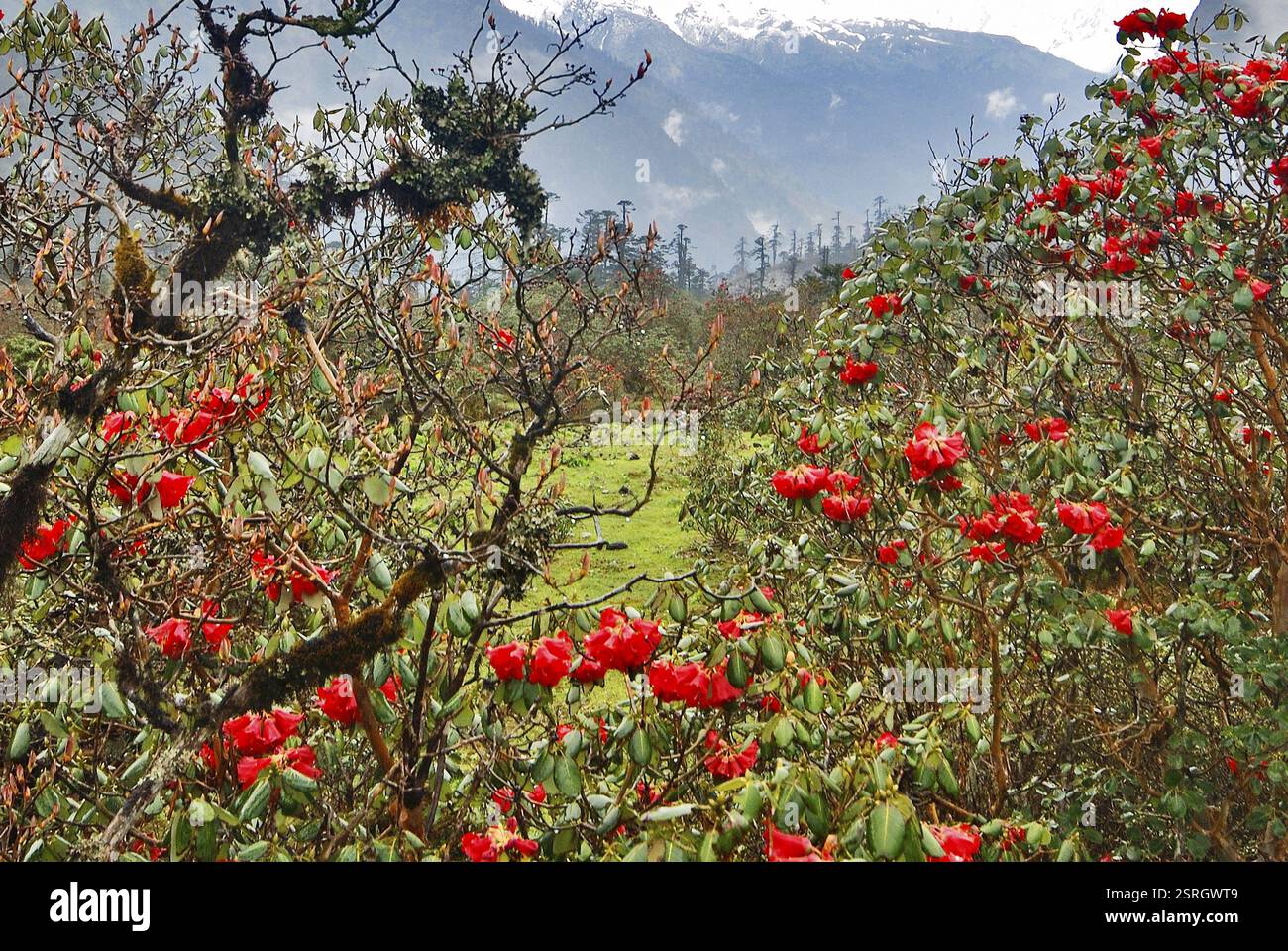 Lali Gurans rhododendron arboretum, Yumthang, North Sikkim, India, Asia ...