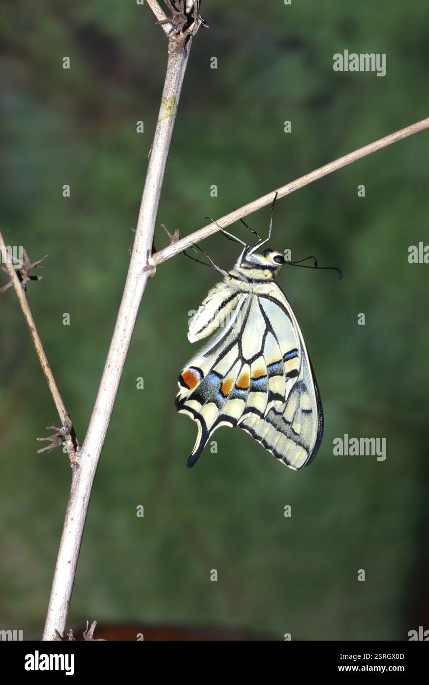 Himalayan butterfly hi-res stock photography and images - Alamy