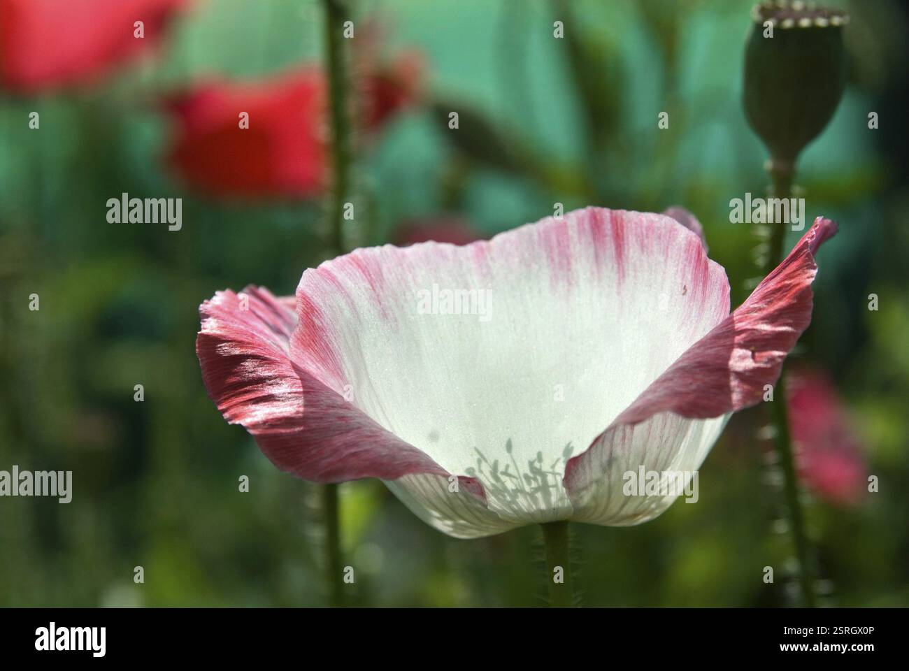 Tulip background backgrounds bloom blossom blooms blossoms close-ups ...