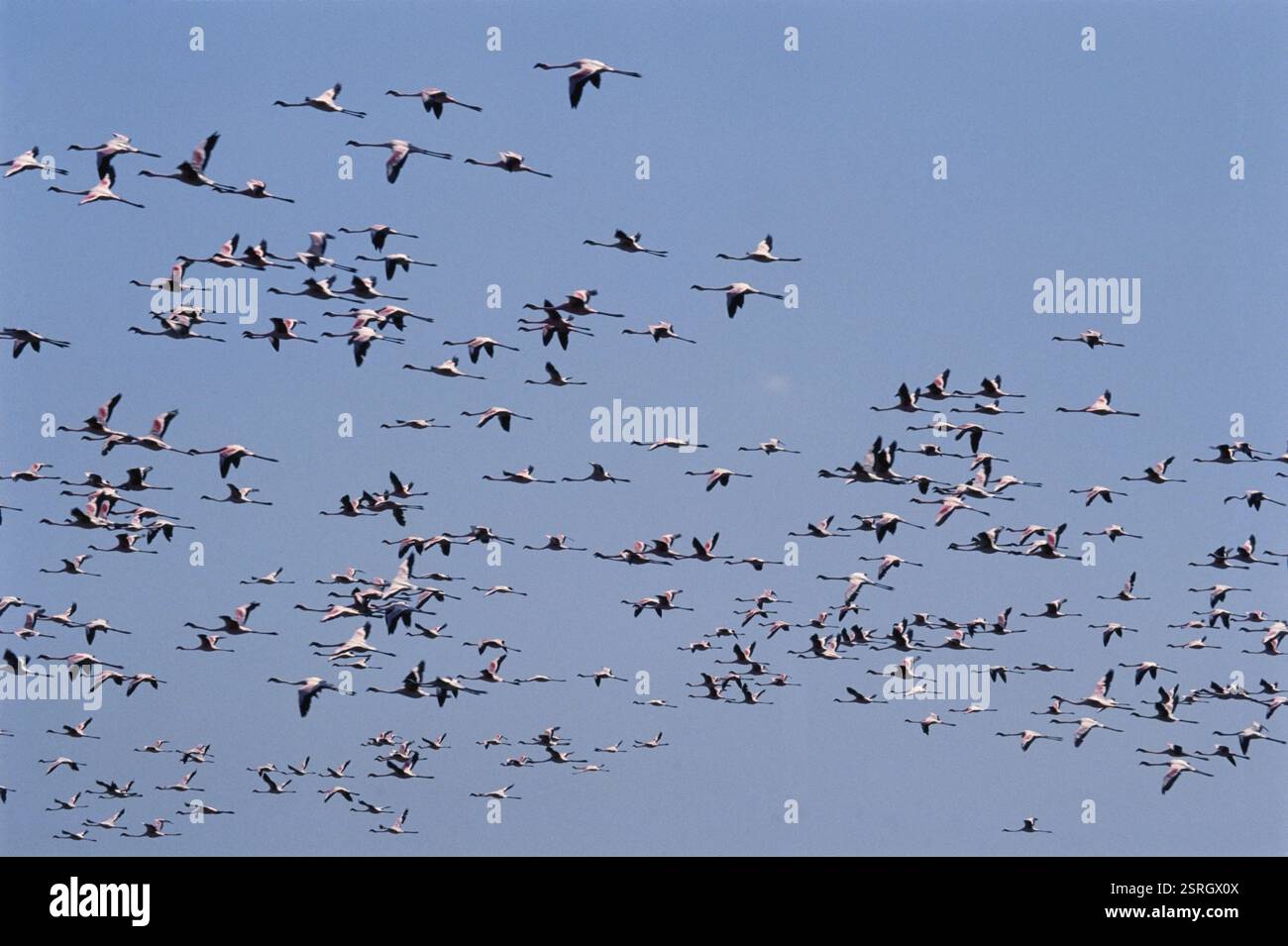 Birds, Flamingo in flight phoenicopterus sp Stock Photo - Alamy