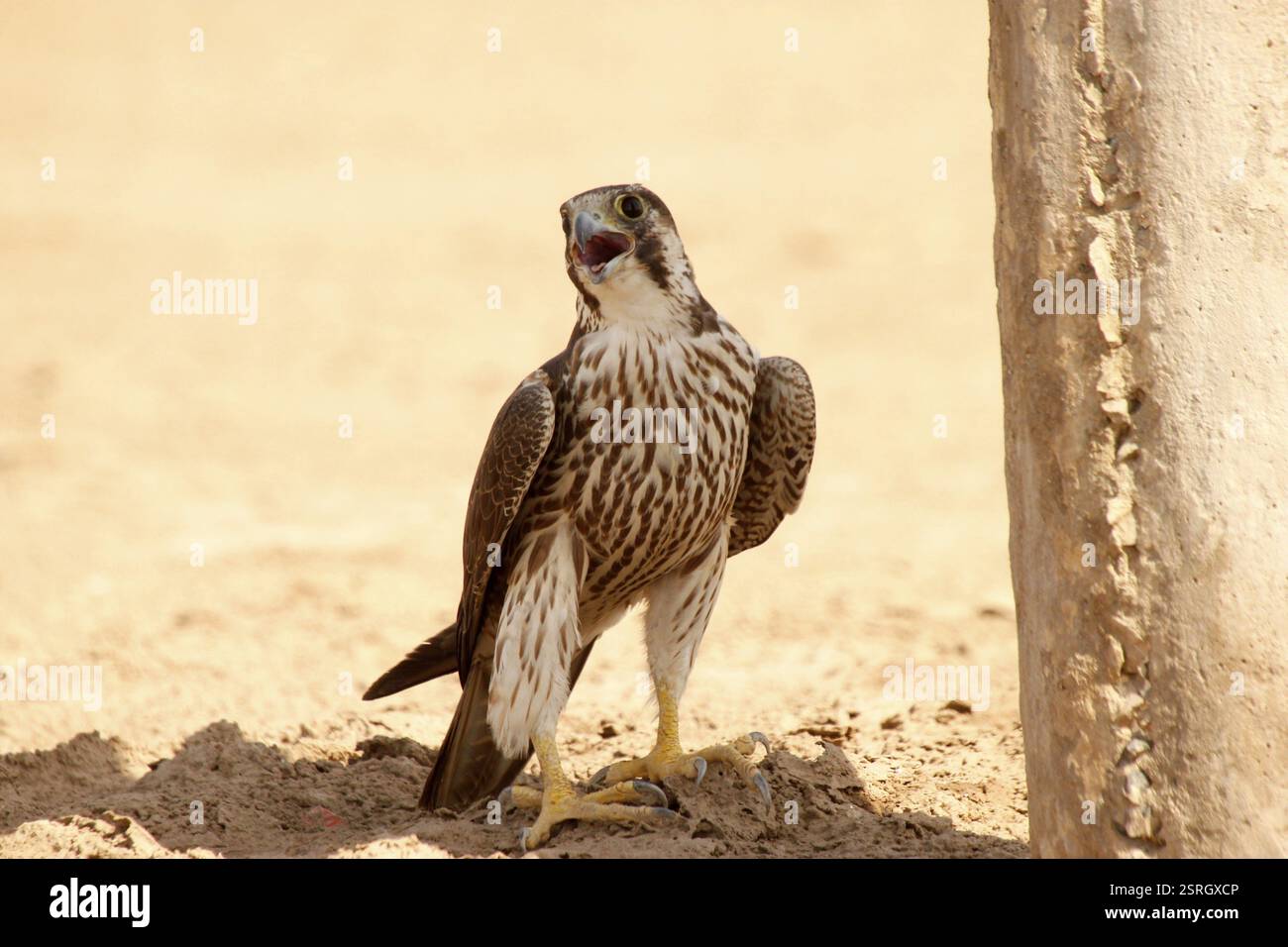 Peregrine Falcon bird, Little Rann of Kutch, Gujarat, India, Asia Stock ...