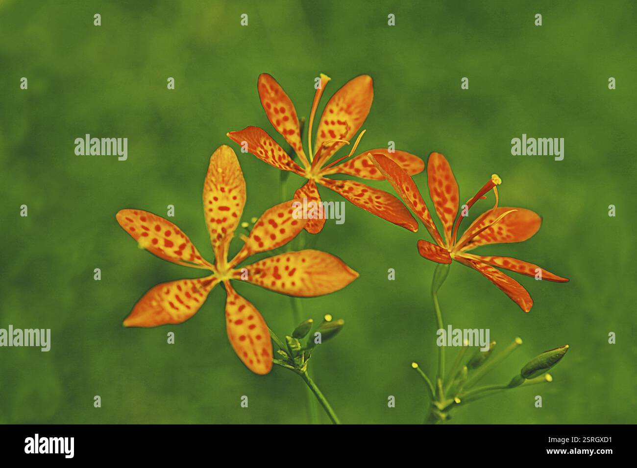 Leopard flower, araku andhra pradesh India, Asia Stock Photo - Alamy