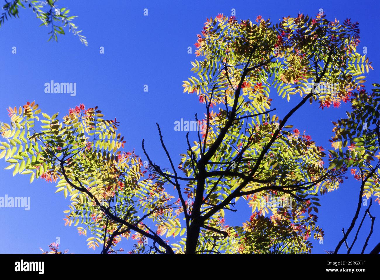Trees capes Kusum tree, India, Asia Stock Photo - Alamy