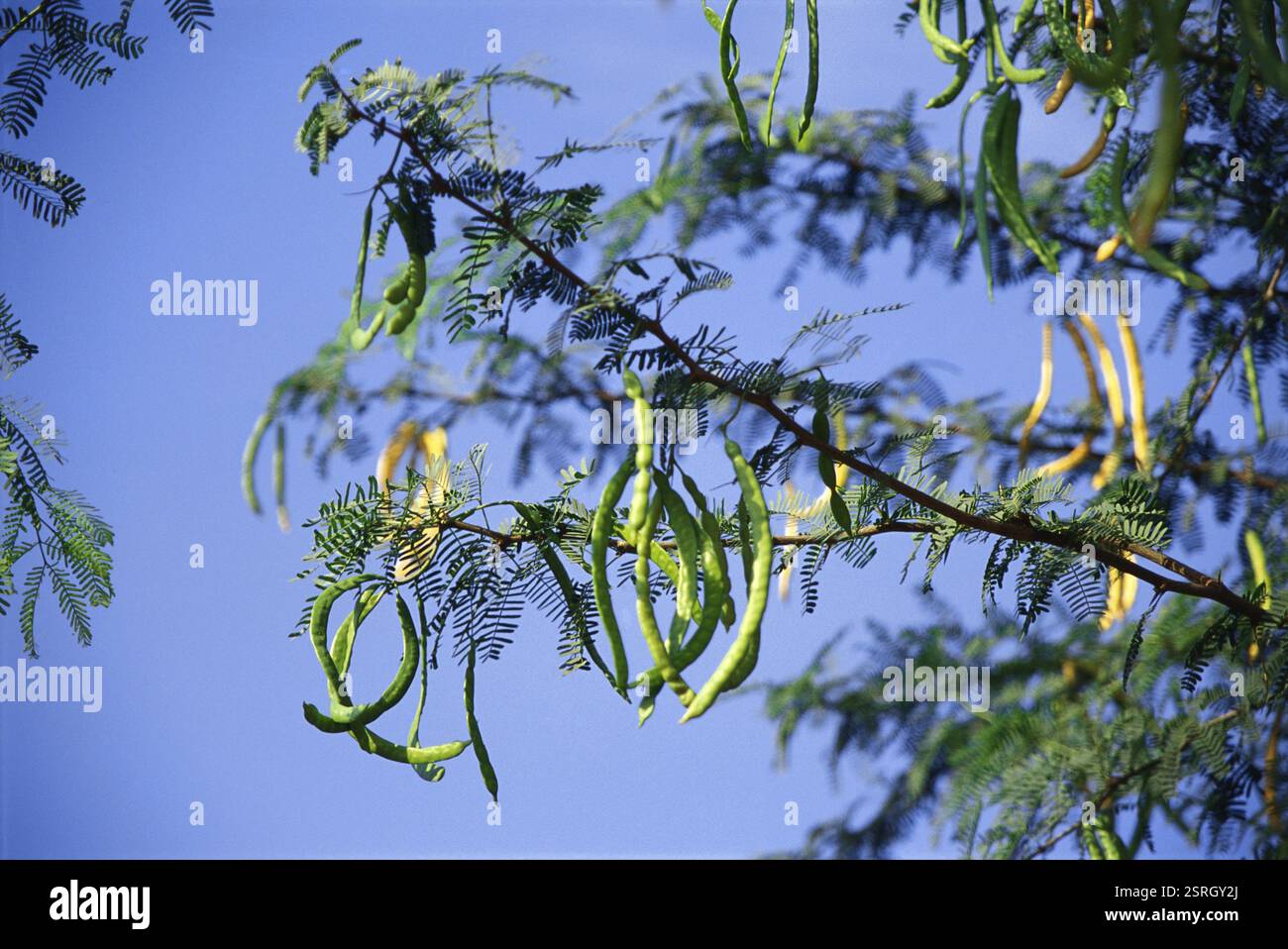 Toothbrush tree hi-res stock photography and images - Alamy