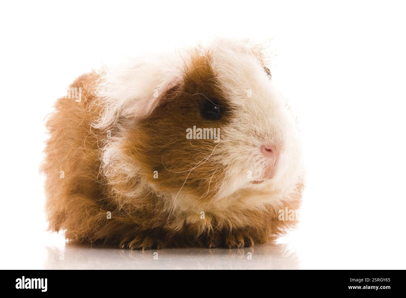 Baby guinea pig. texel. isolated on the white Stock Photo - Alamy