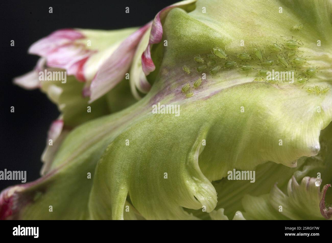 Green aphids and tulip Stock Photo - Alamy