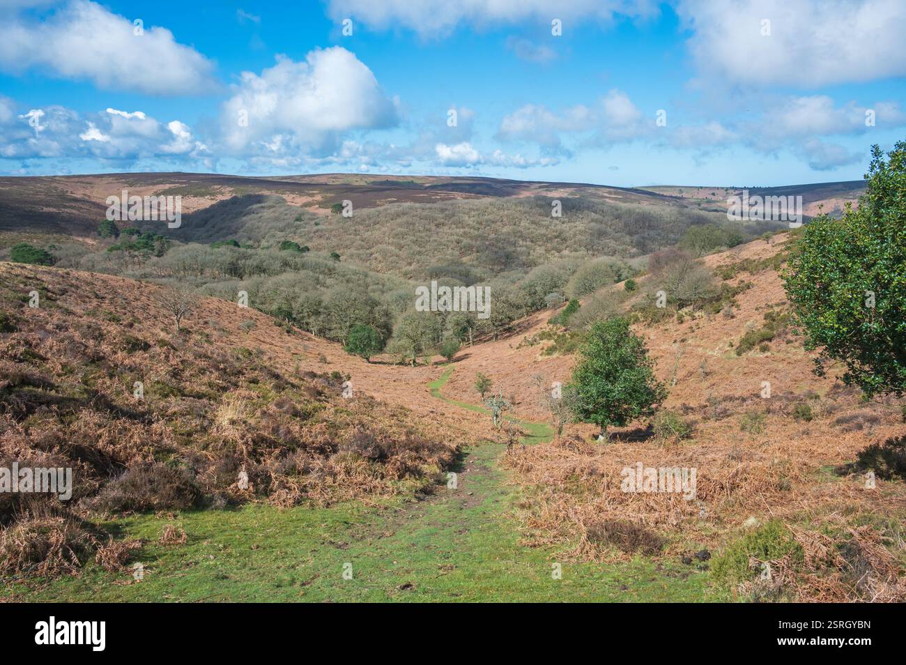 Wooded combes hi-res stock photography and images - Alamy