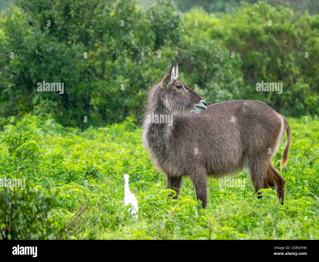 A waterbuck (Kobus ellipsiprymnus) in Arusha National Park. This ...